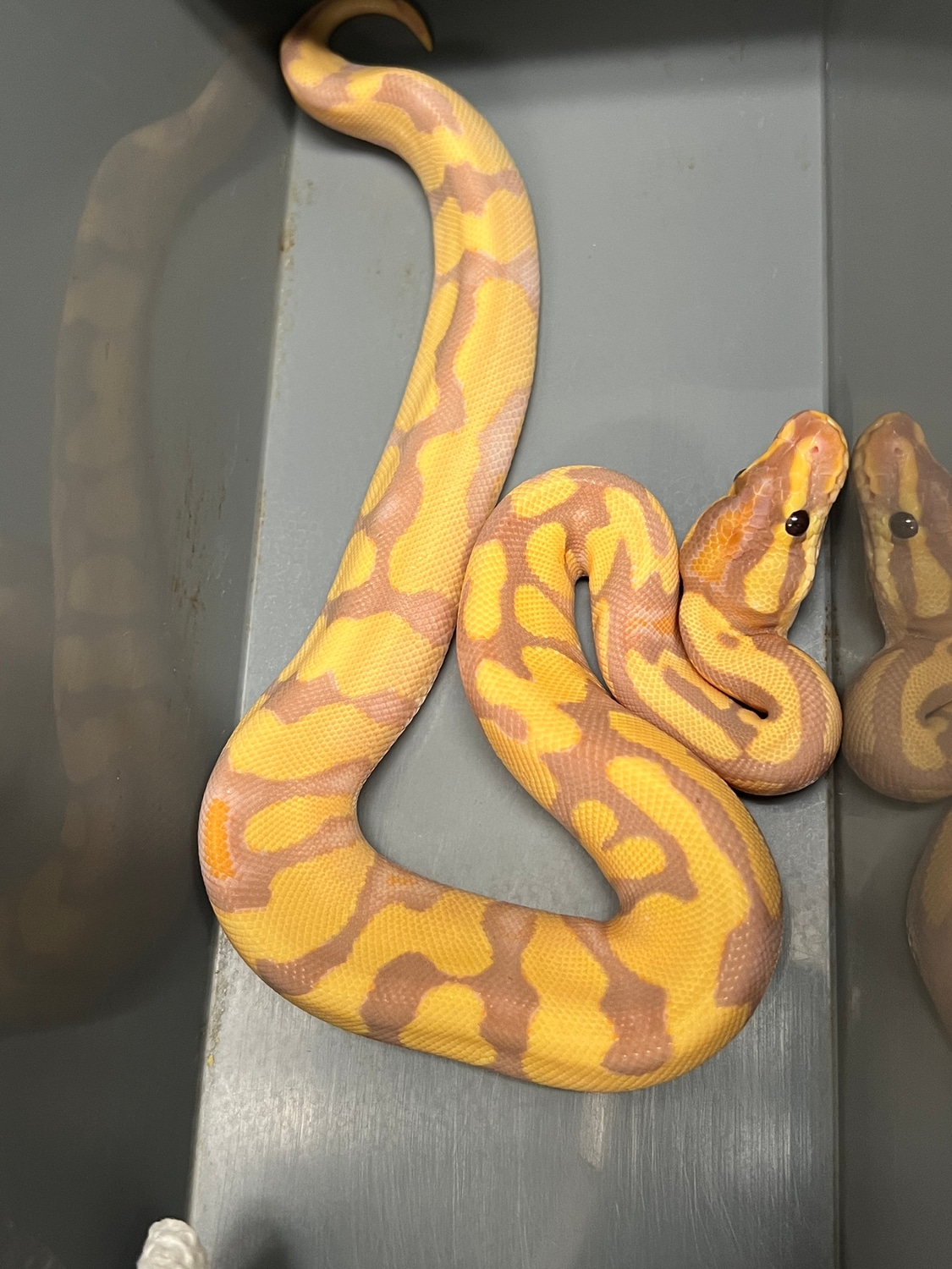 Banana Pastel Enchi (Pos Yellow Belly) Ball Python by Scalez Reptiles ...