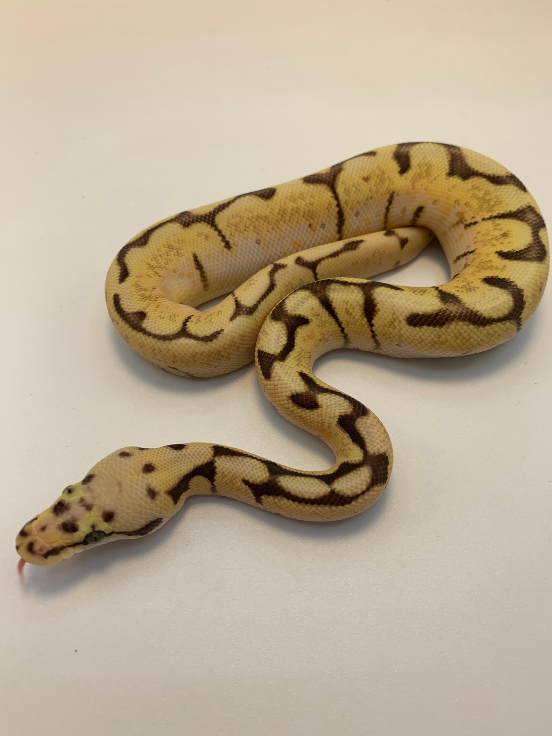 Vanilla Spider (Likely Pastel And YB) Ball Python by Scalez Reptiles ...