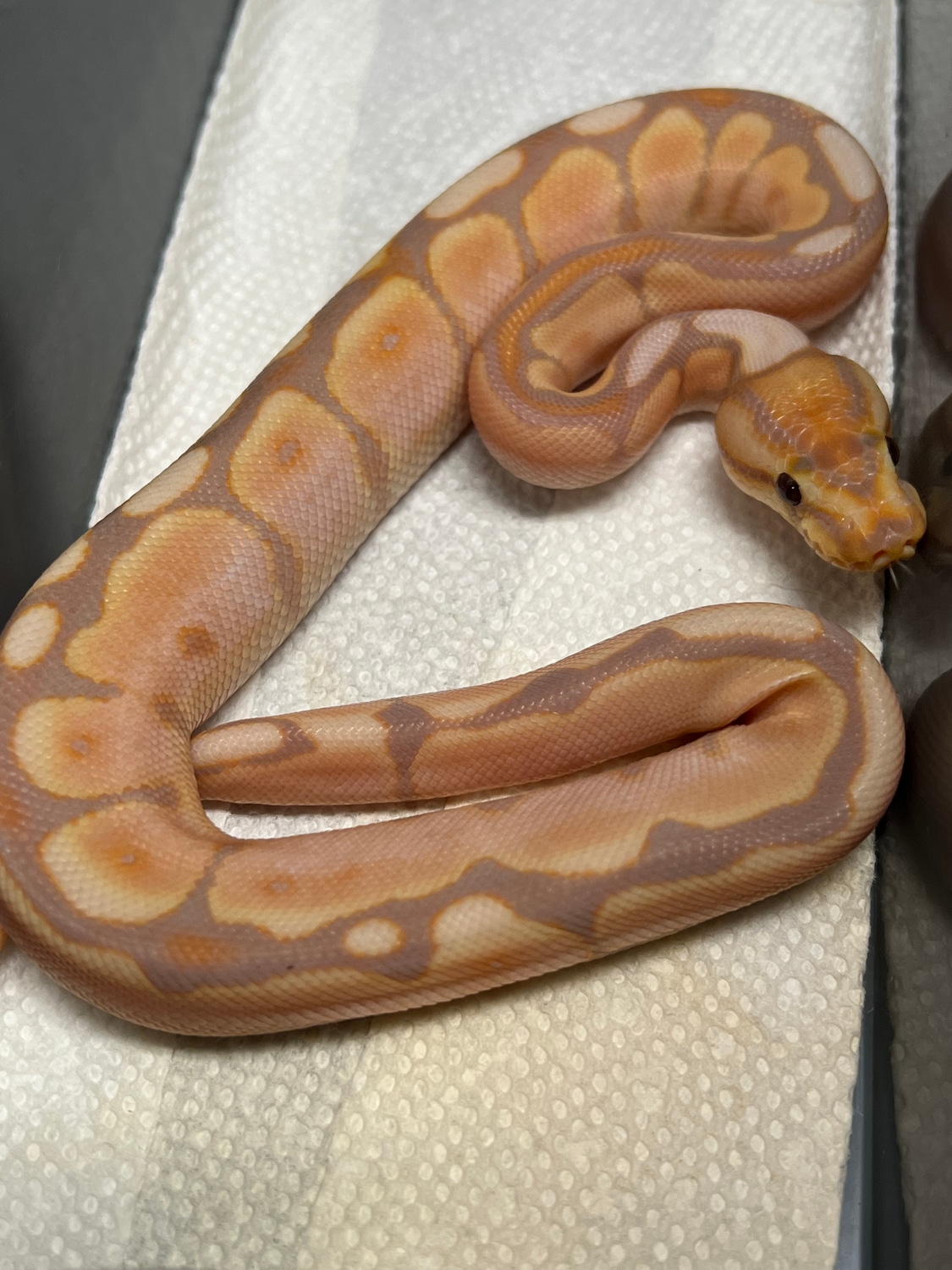 Banana Cinnamon Spider (Pos YB And Orange Dream) Ball Python by Scalez ...