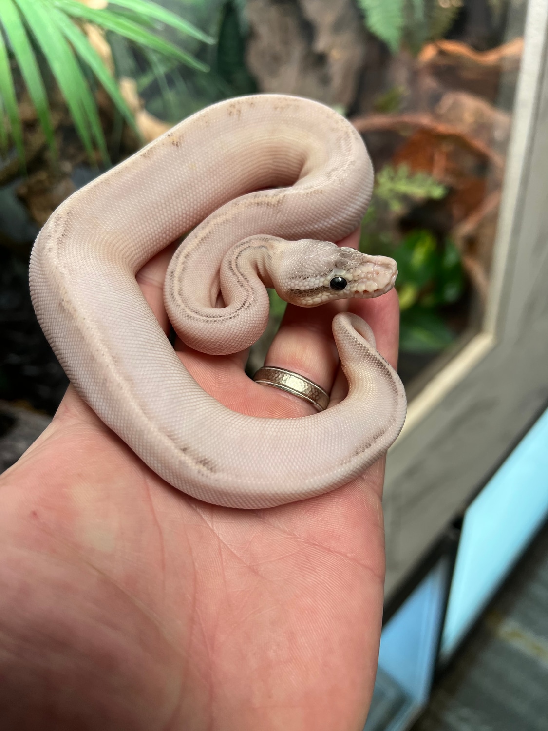 Super Pastel Black Pastel Highway Ball Python by Scalez Reptiles ...