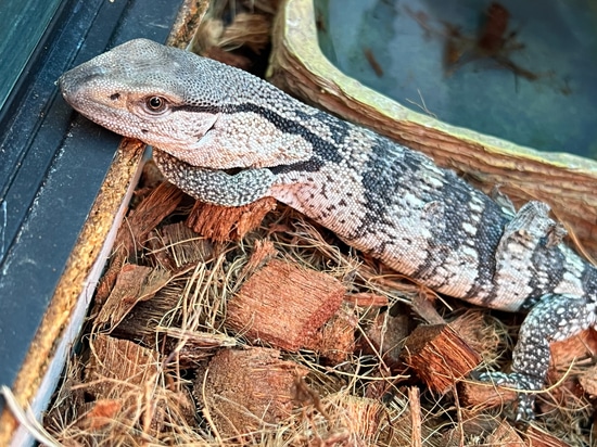 *Price Update!* CB White Throat Monitor White-Throated Monitor by ...
