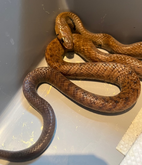 Stunning Black Tail Cribo Cribo & Indigo Snakes by Scalez Reptiles