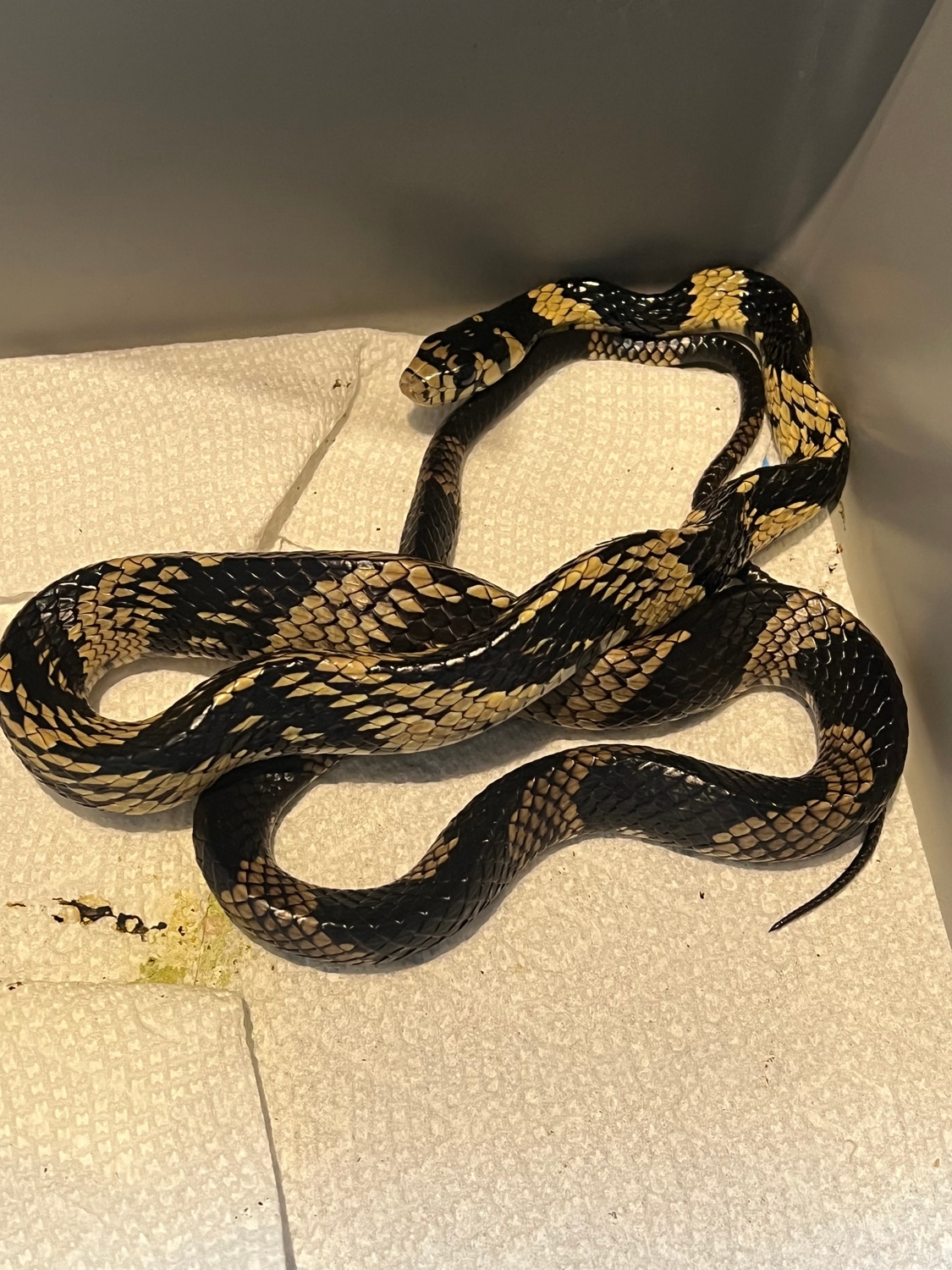 SALE! - Pair Of Guyana Tiger Rat Snakes Other Rat Snake by Scalez ...