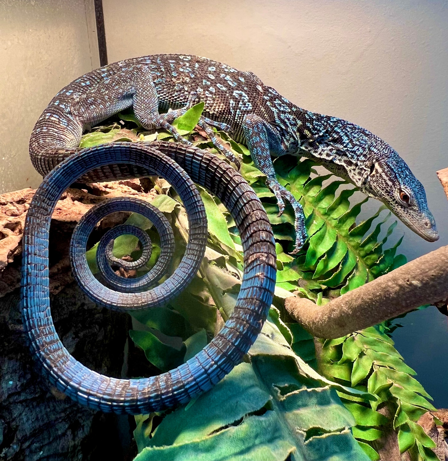 Stunning Blue Tree Monitor by Scalez Reptiles - MorphMarket