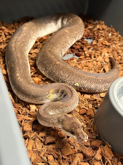 Super Cinnamon Pos Lesser Ball Python by Scalez Reptiles