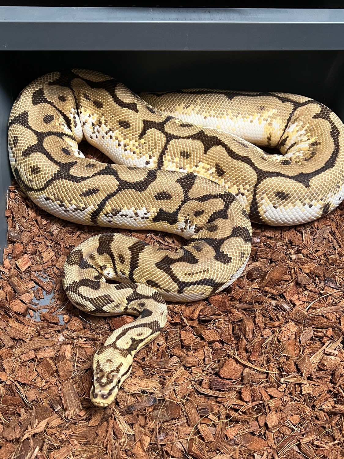 Huge Bumblebee Pos Het Pied Ball Python by Scalez Reptiles - MorphMarket