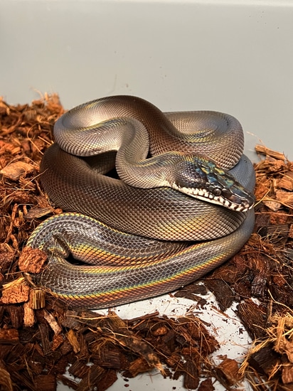 Tame Southern White Lipped White-Lipped Python by Scalez Reptiles