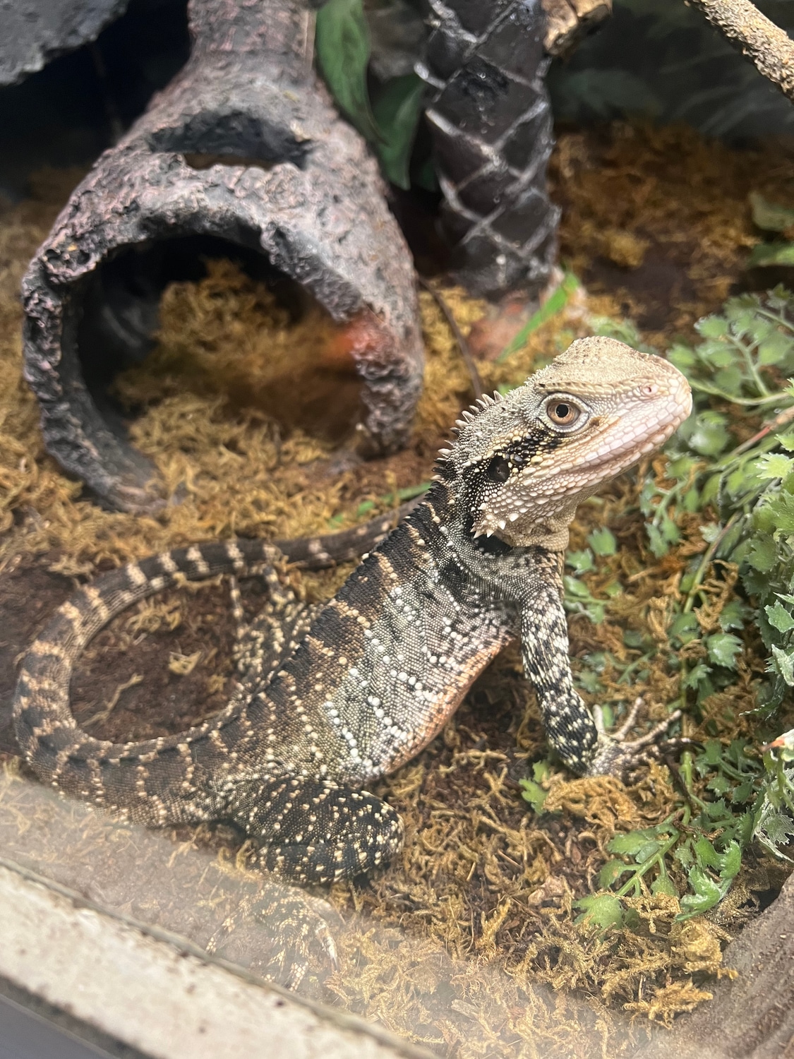 TAME Australian Water Dragon Female More Lizard by Scalez Reptiles ...