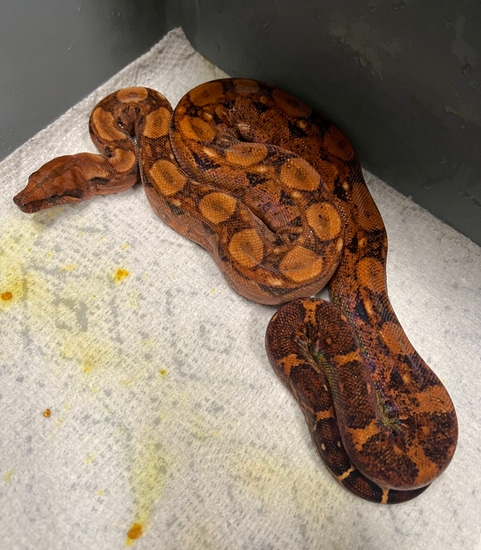 Gorgeous Red Blood Boa Female Boa Constrictor by Scalez Reptiles