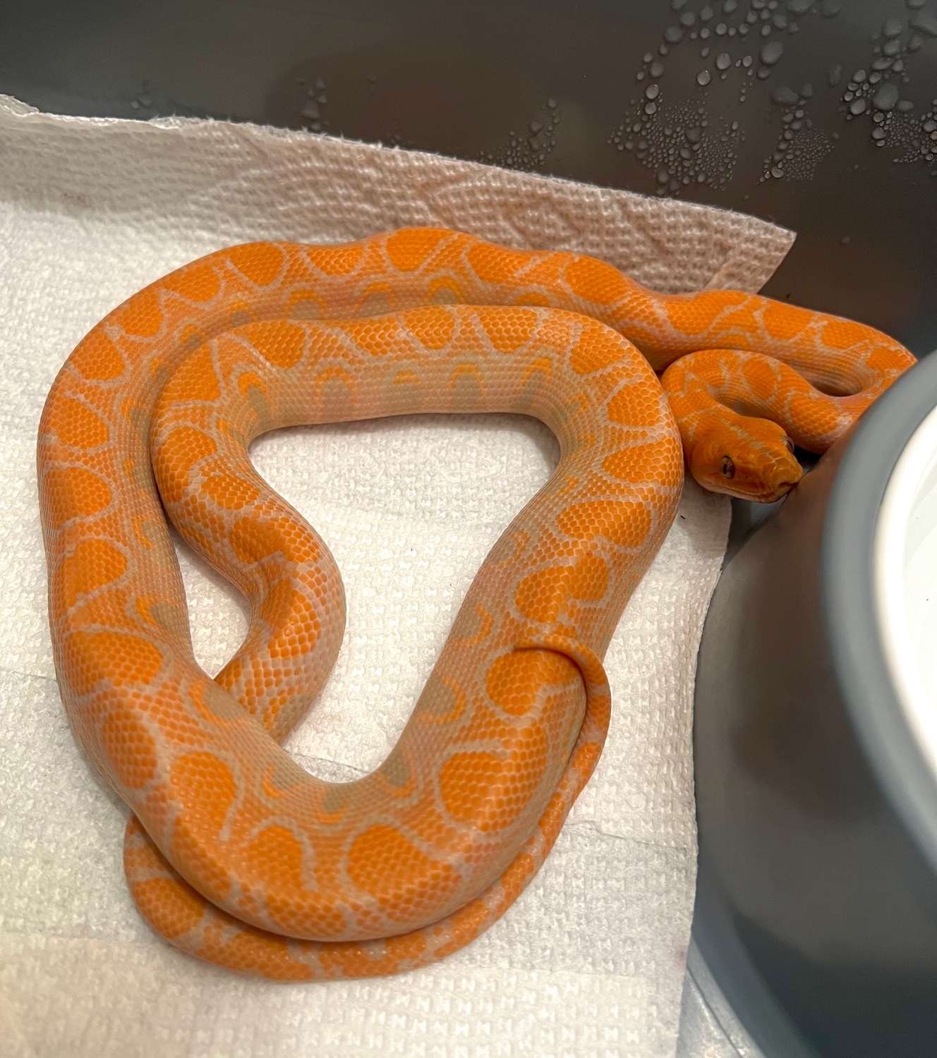 Caramel Albino Brazilian Rainbow Boa by Scalez Reptiles - MorphMarket