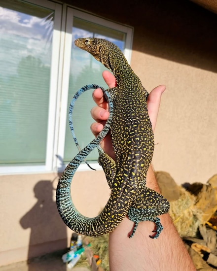 Adult Pastel Blue Tailed Monitor Other Monitor by Scalez Reptiles