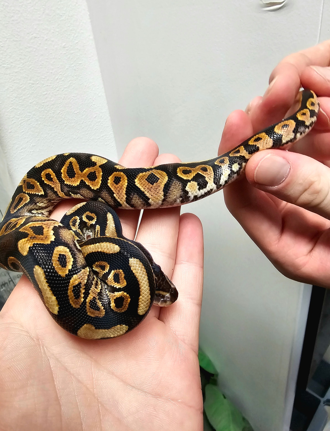 Cinnamon Cypress Gravel 100% Het Sunset Ball Python by Scalez Reptiles ...