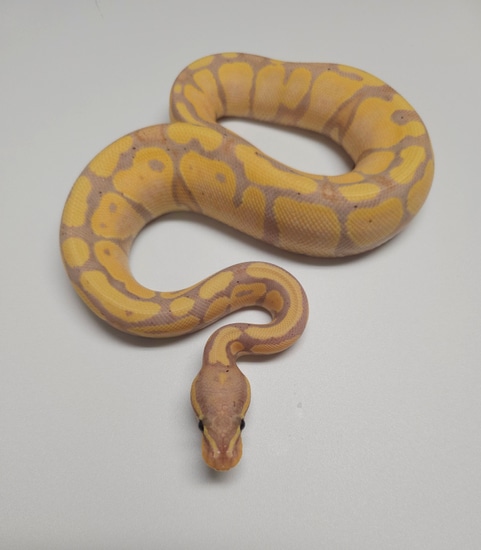 Banana Cypress Het Sunset Ball Python by Scalez Reptiles