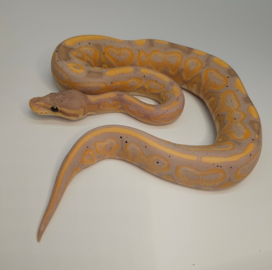 Banana Cinnamon Cypress Het Sunset Ball Python by Scalez Reptiles