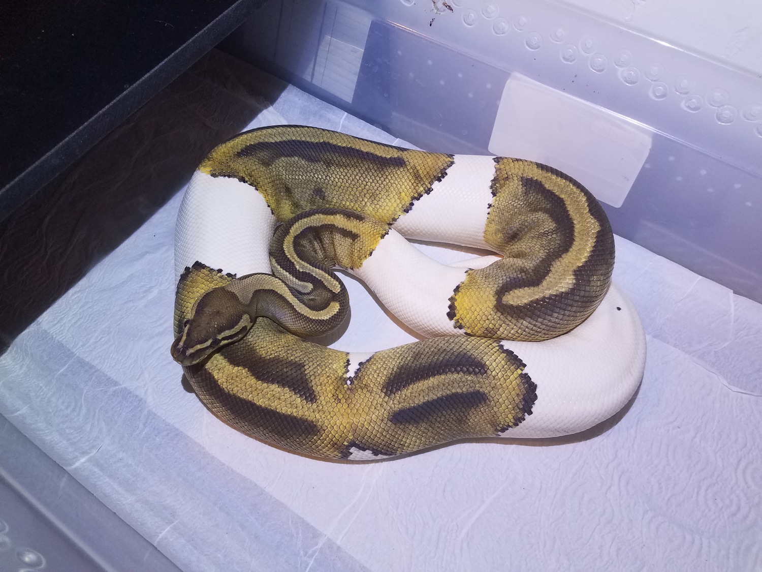 Piebald Ball Python by AP Exotics - MorphMarket