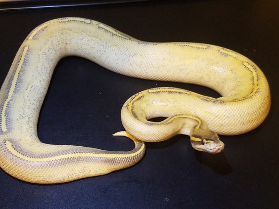 Highway Ball Python by AP Exotics