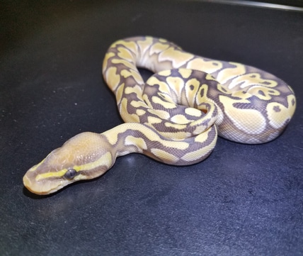 Highway Ball Python by AP Exotics - MorphMarket