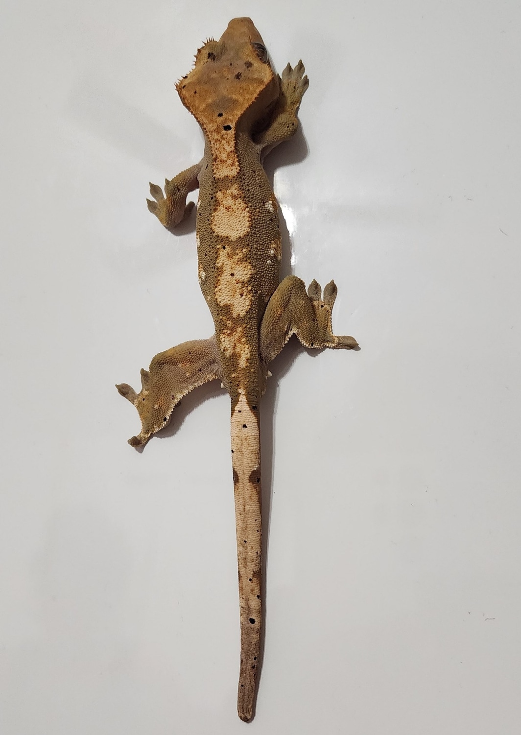 Harlequin Dalmatian $350 Crested Gecko by Reptile Mercantile - MorphMarket