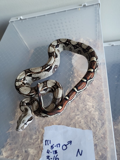 Columbian Boa Boa Constrictor by Manny's Boas & Reptiles