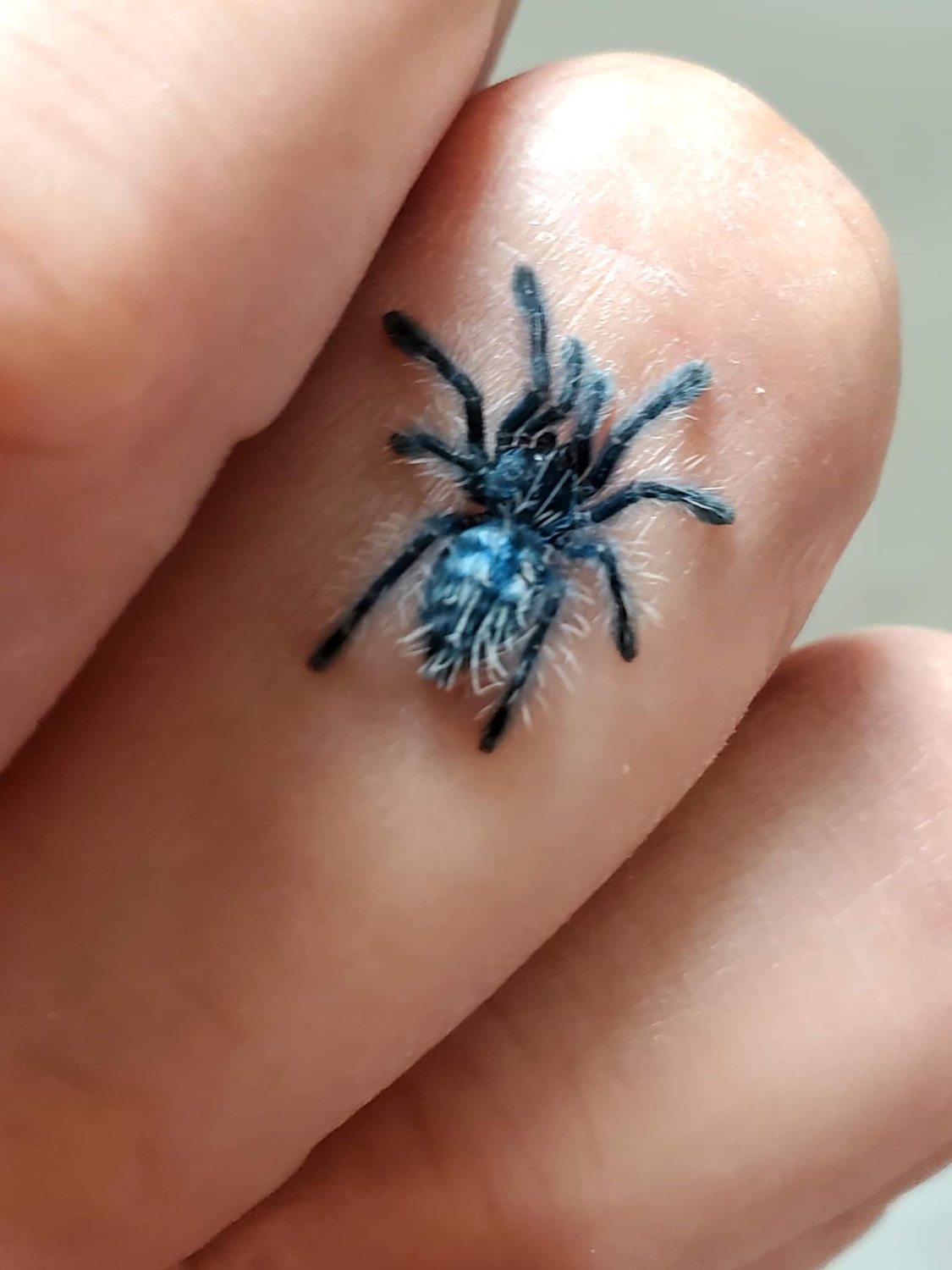 Caribena Versicolor Slings. Antilles Pinktoe Ts Tarantula by ...