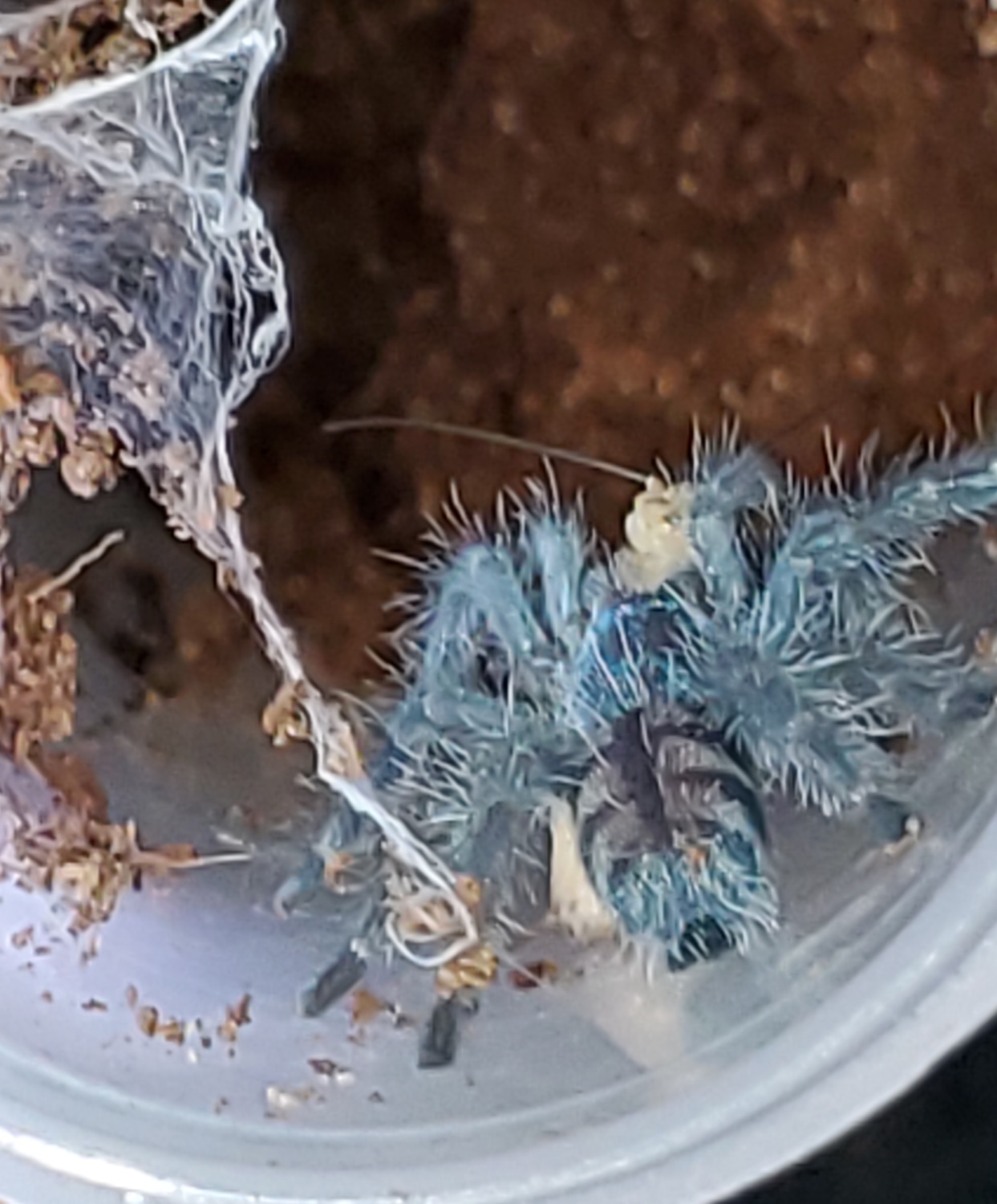 Medium Caribena Versicolor Slings. Antilles Pinktoe Ts Tarantula by ...
