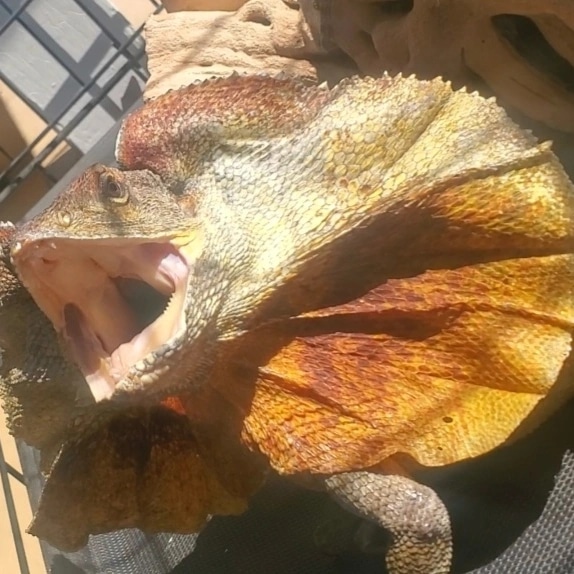 100% Australian Frilled Dragon Juveniles Frilled Lizard by ...