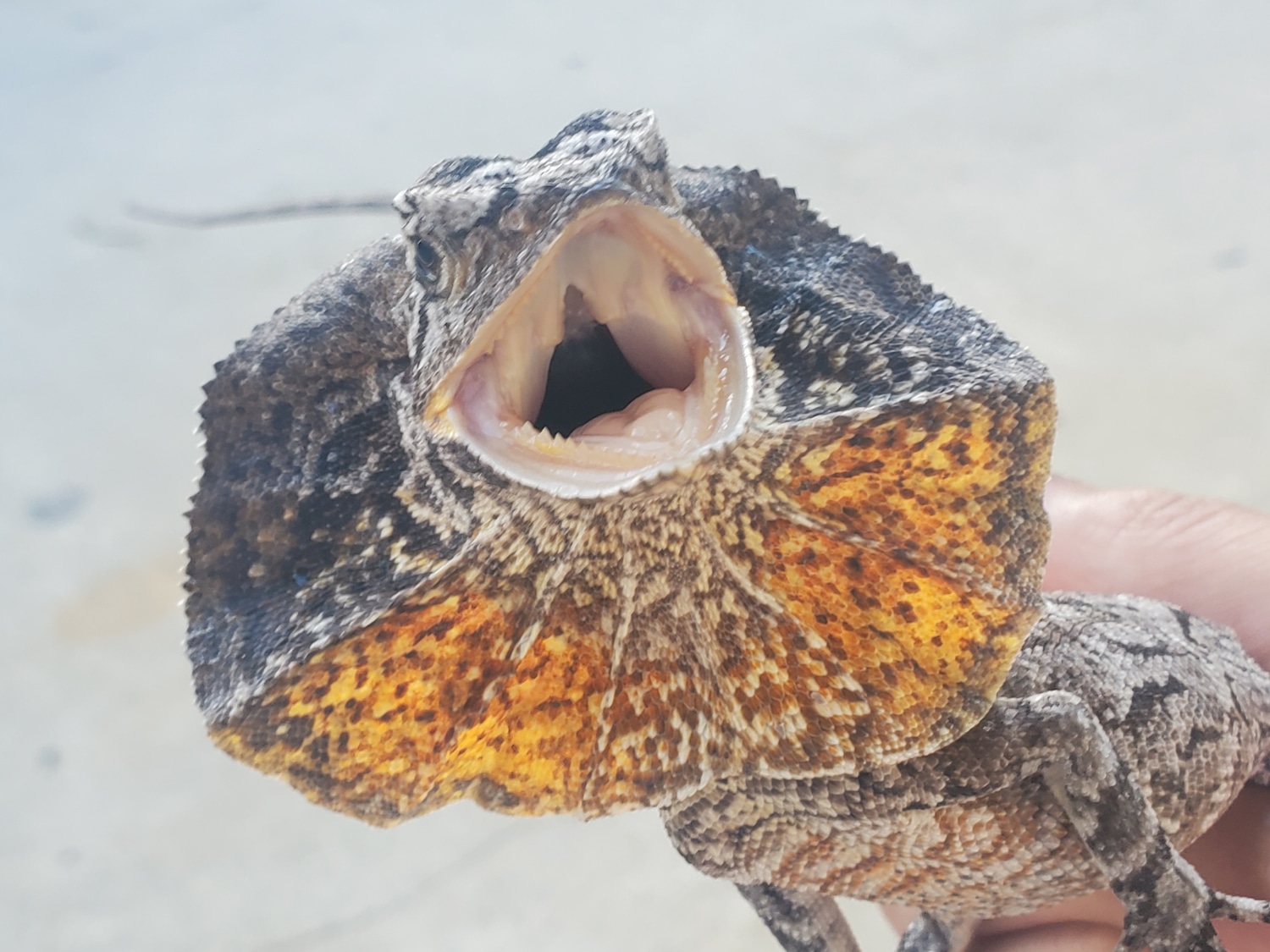 100% Australian Frilled Dragon Juveniles Frilled Lizard by ...