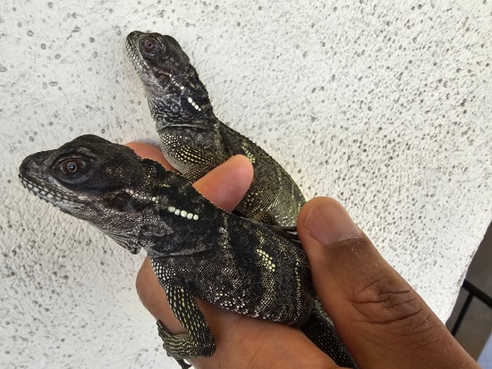 Pair Of Captive Bred Sailfin Dragons by Duronasaurusrex777