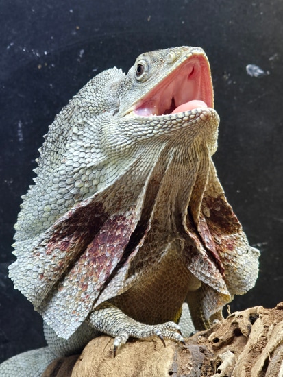 100% Australian Frilled Dragon Frilled Lizard by Duronasaurusrex777