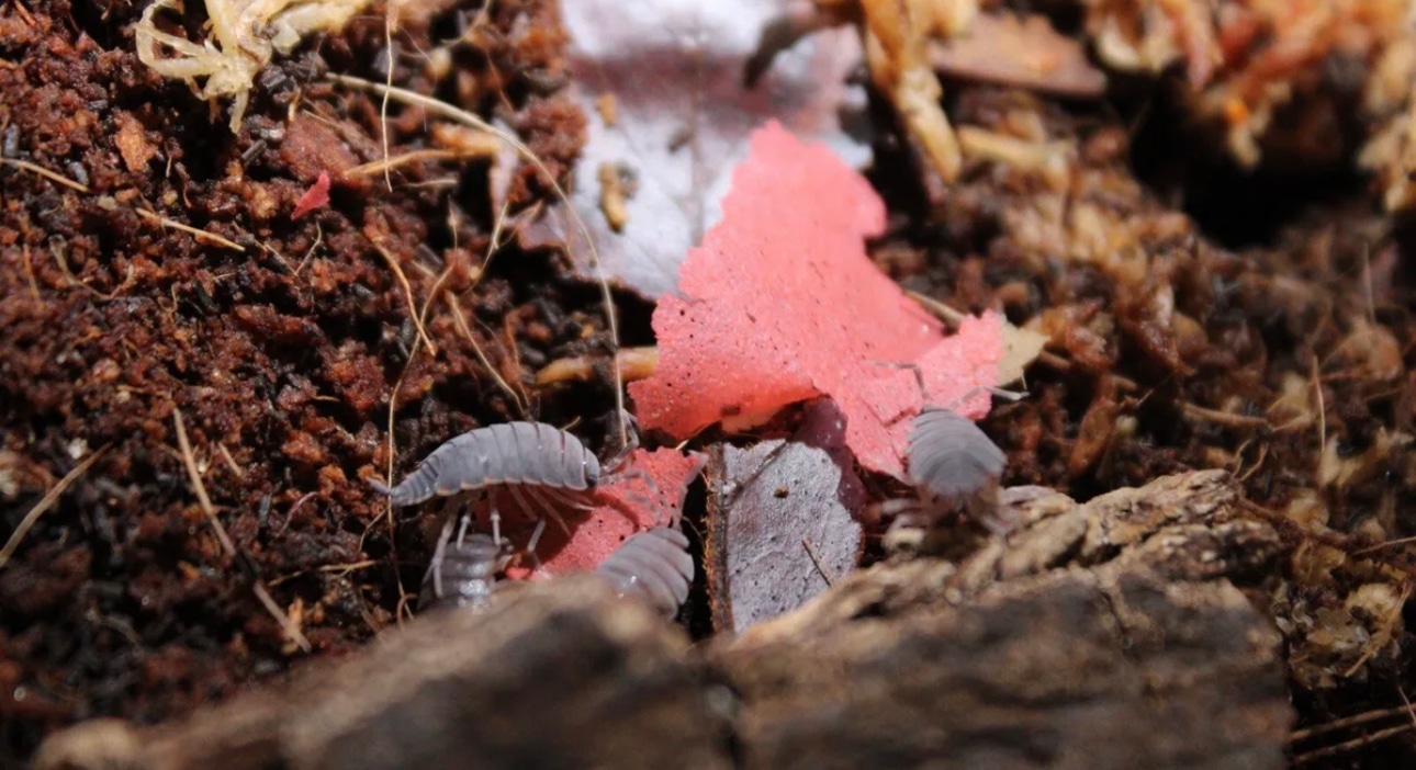 15+ Powder Blue/orange Isopod by The Critter Cavern - MorphMarket