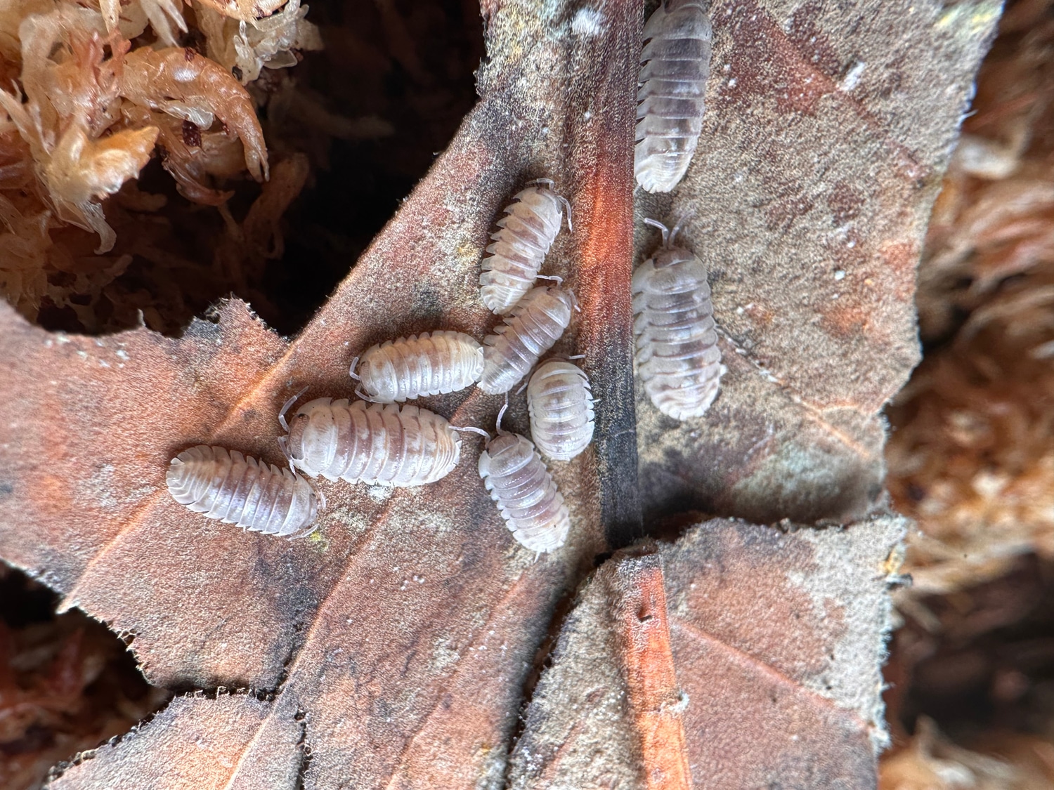 10 Ct Marbleized Isopod by The Critter Cavern - MorphMarket