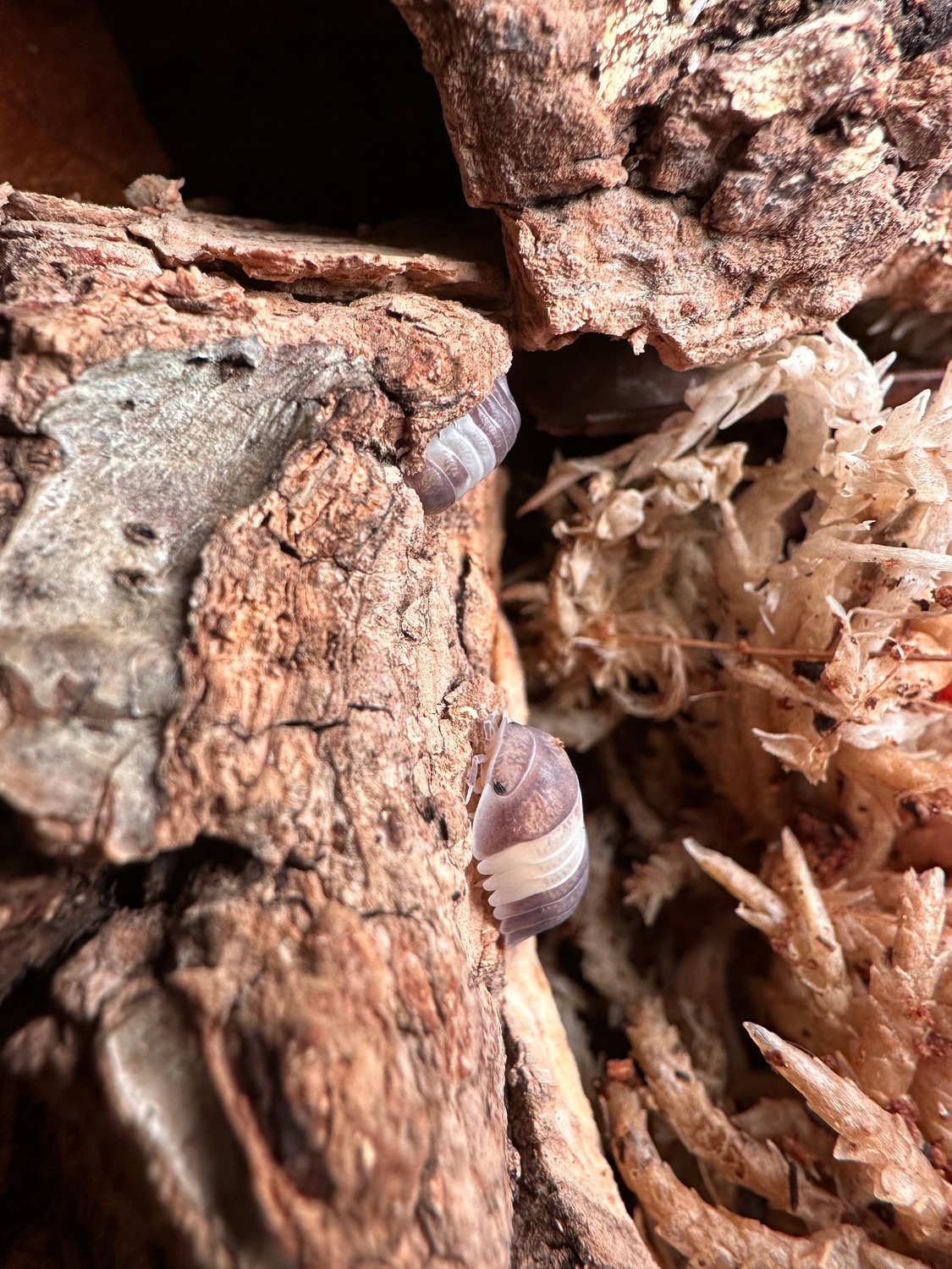 10 Ct Panda King Isopod by The Critter Cavern - MorphMarket