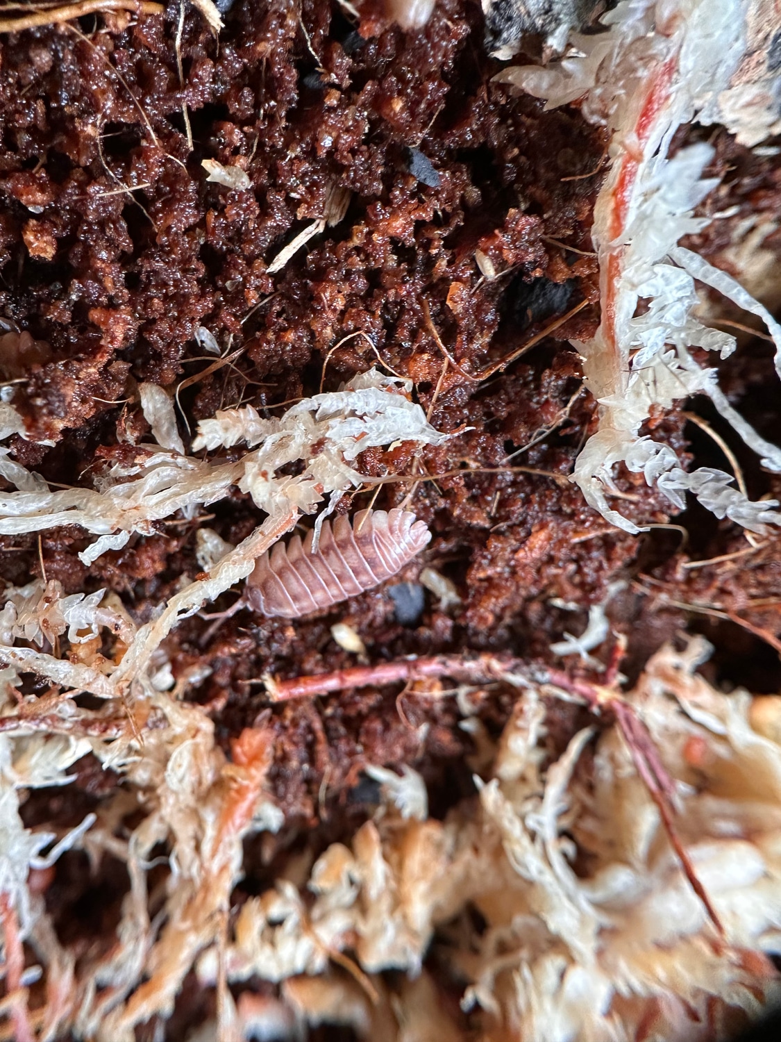 5 Ct PEACH Isopod by The Critter Cavern - MorphMarket