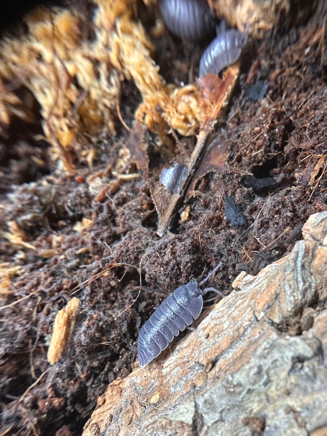 10 Count Croatian Giant Isopod by The Critter Cavern - MorphMarket