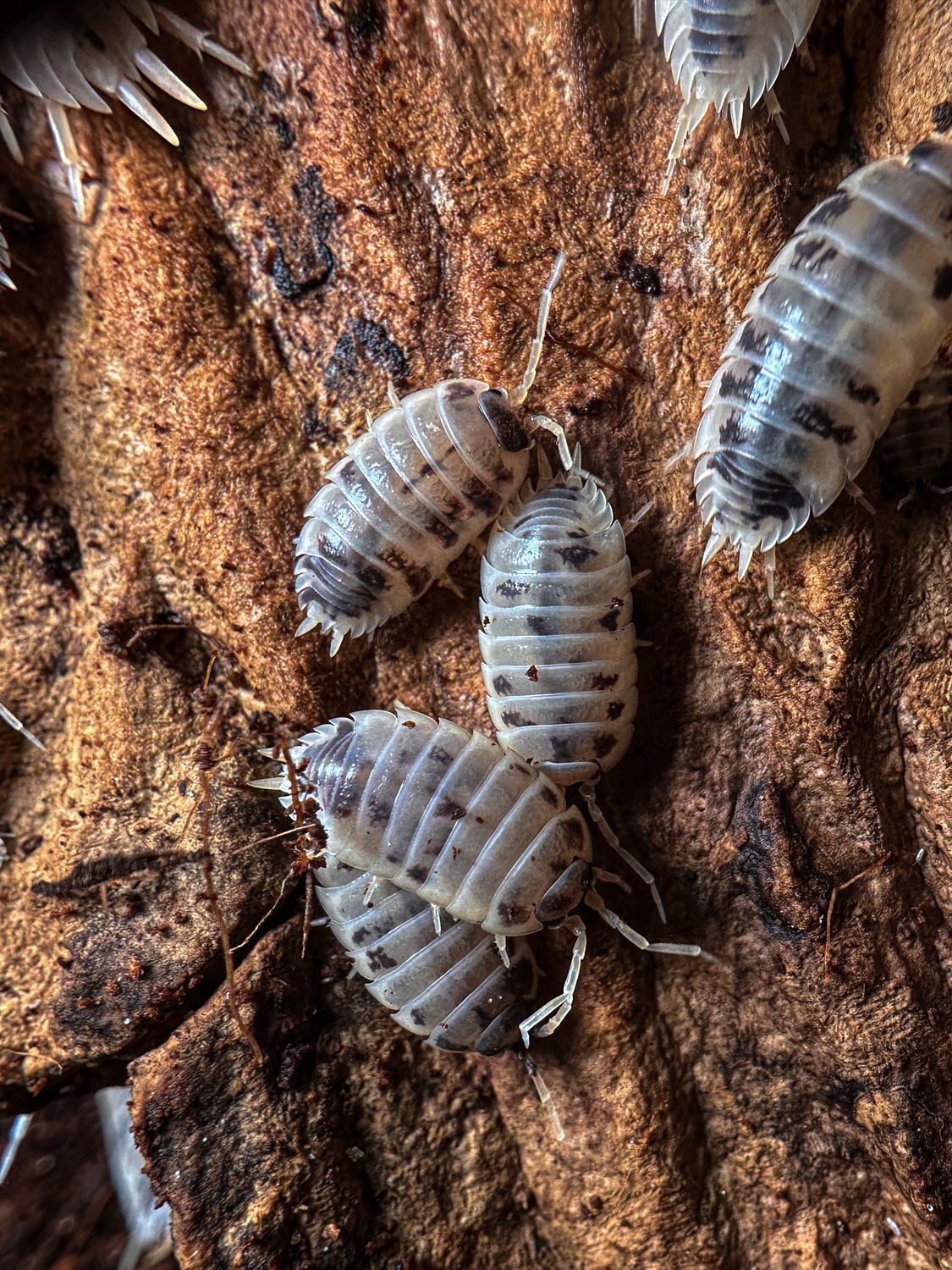 Dairy Cow Isomooos (Isopod) 🐄 Bioactive by The Critter Cavern - MorphMarket