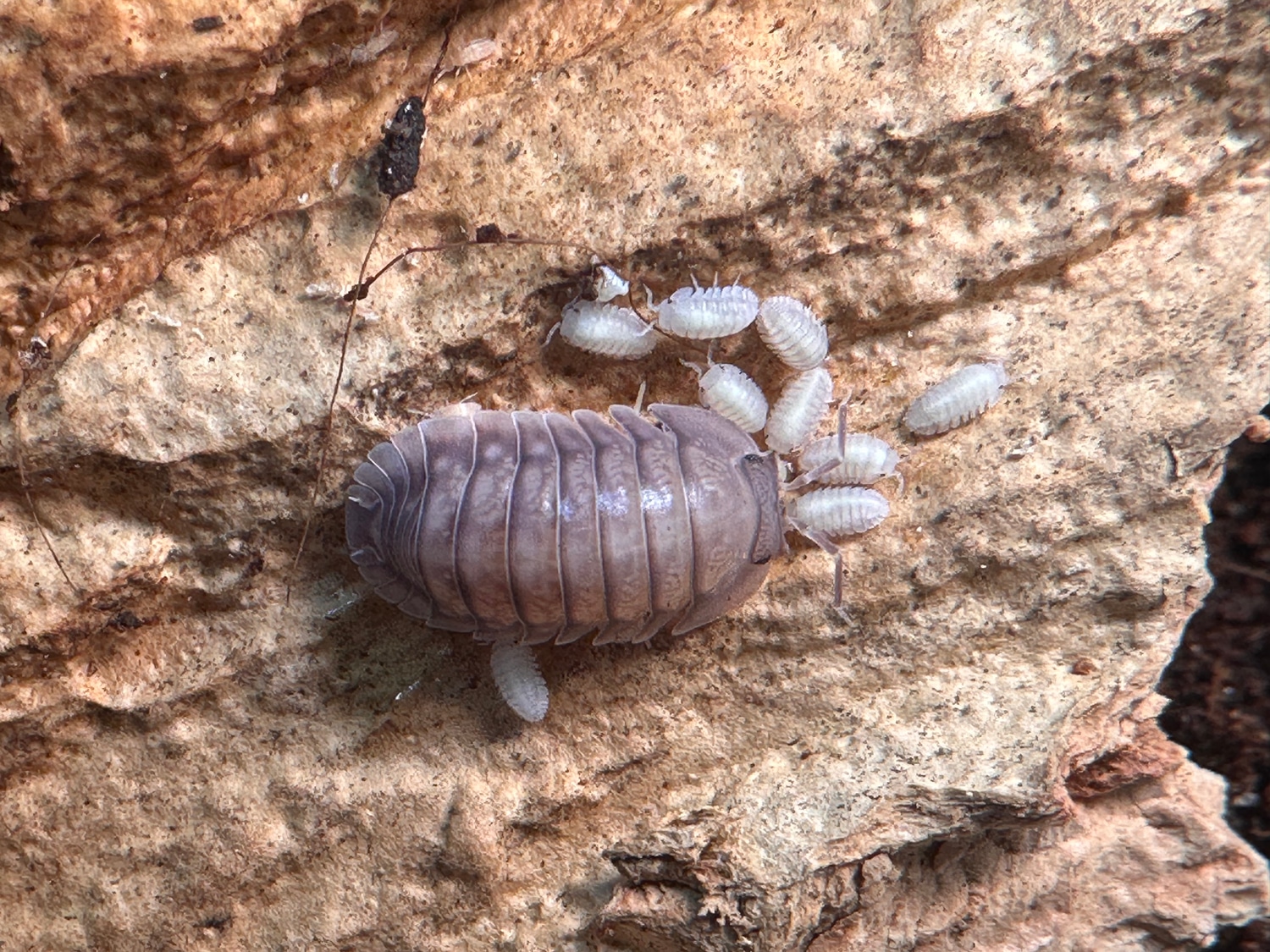 Purple Ghost Isopod 👻 by The Critter Cavern - MorphMarket