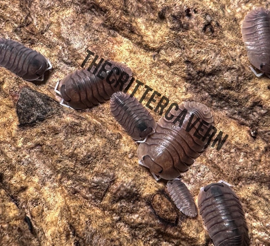 Cubaris Soil Isopod X10 by The Critter Cavern LLC