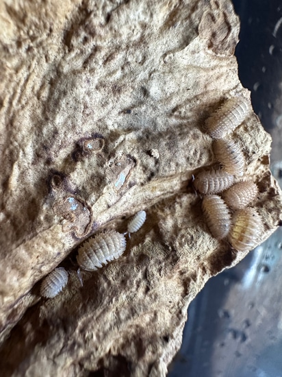 Pineapple Dwarf Spiky Isopod X5 by The Critter Cavern