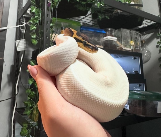 Leopard Yellowbelly KRG Pied 50% Het Clown Ball Python by The Critter Cavern