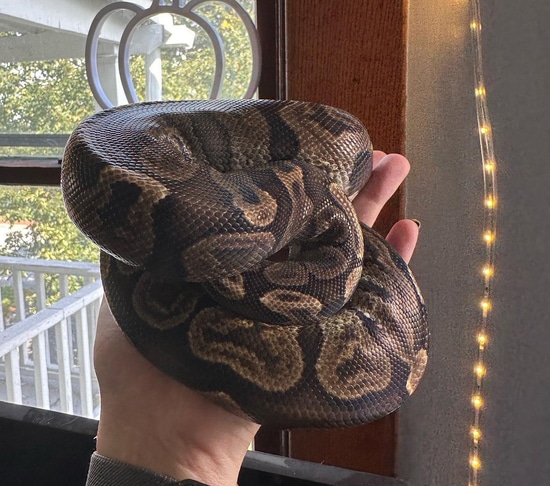 GHI Ball Python by The Critter Cavern