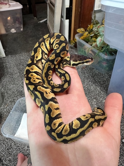 Blaze 66% Het Clown Ball Python by The Critter Cavern