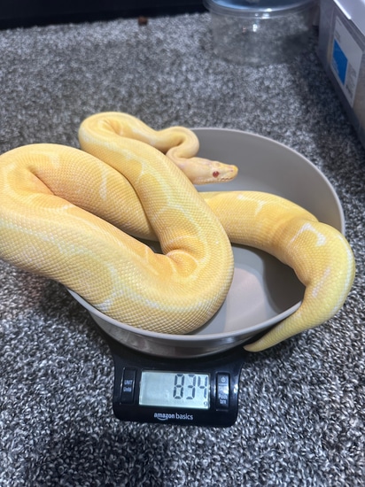 Albino Pinstripe Ball Python by The Critter Cavern