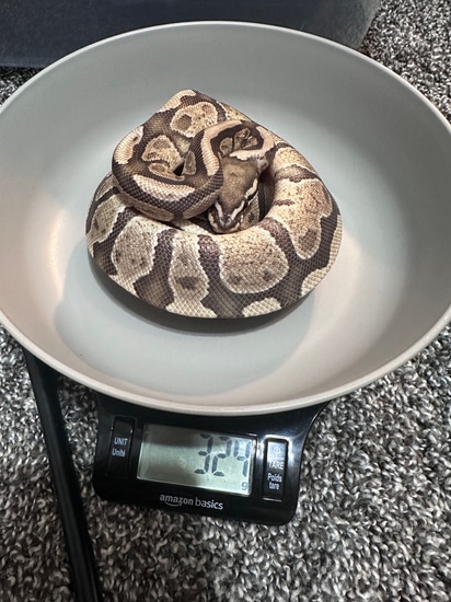Vanilla Sable Ball Python by The Critter Cavern