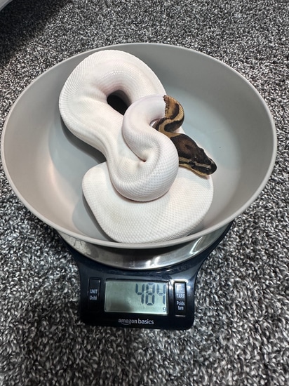 Leopard KRG Yellowbelly Pied Ball Python by The Critter Cavern