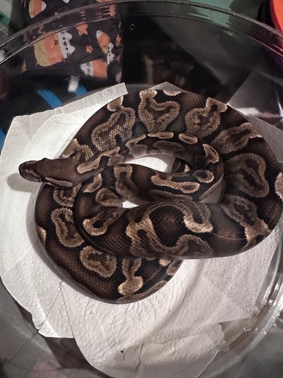 GHI Ball Python by The Critter Cavern