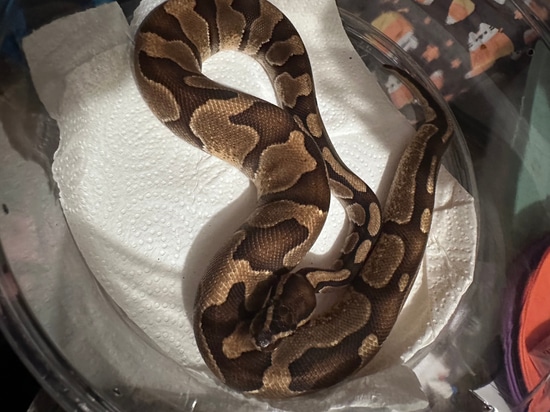 Enchi Ball Python by The Critter Cavern LLC