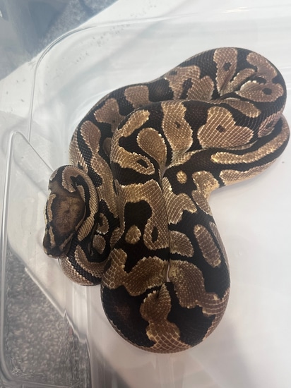 Orange Dream Ball Python by The Critter Cavern