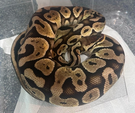 Pastel Proven Breeder Ball Python by The Critter Cavern