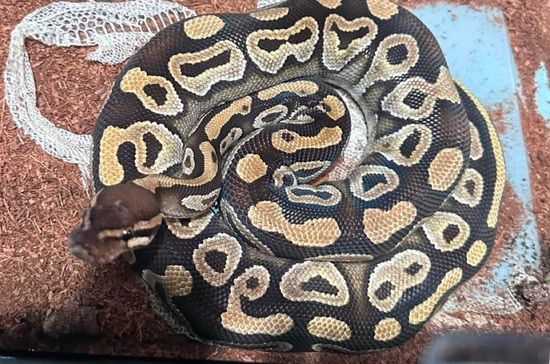 Mojave Ball Python by The Critter Cavern