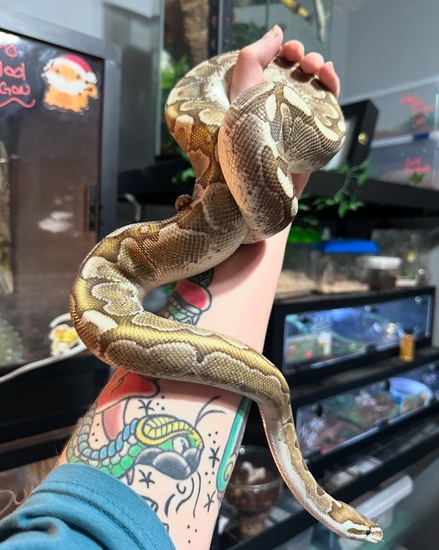 Bamboo Ball Python by The Critter Cavern